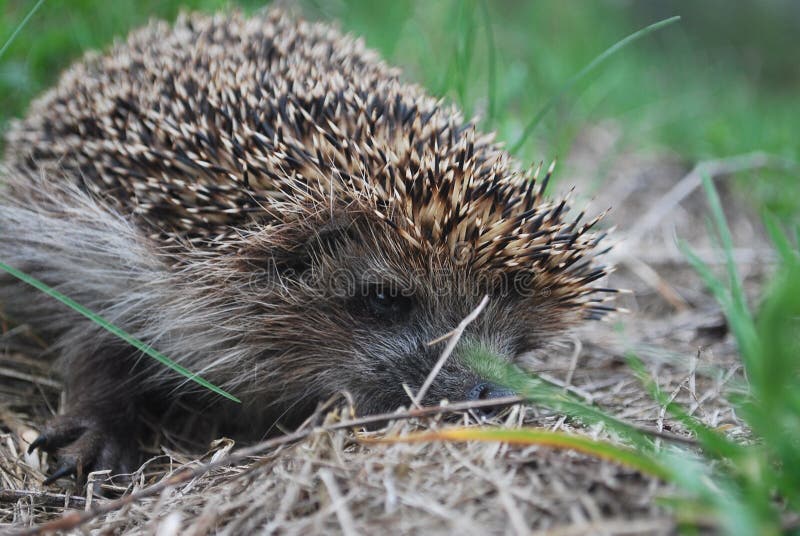 Hedgehog stock photo. Image of lawn, pets, animals, sharp - 30288036