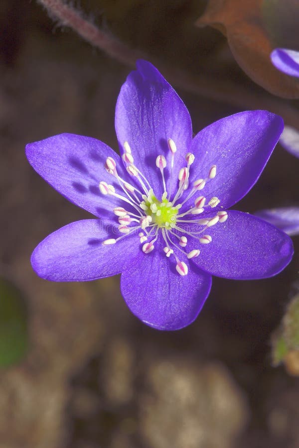 Spring Hepatica flower stock photo. Image of flora, plant - 45170870