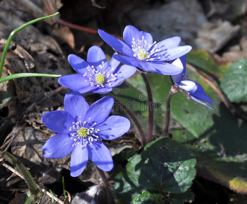 In Spring, the Hepatica Nobilis Blooms in Nature Stock Photo - Image of ...