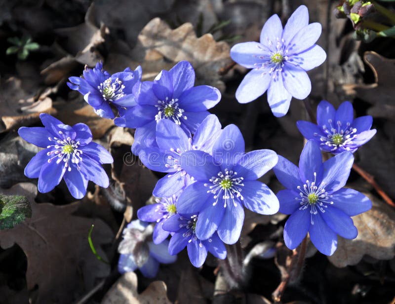 In Spring, the Hepatica Nobilis Blooms in Nature Stock Image - Image of ...