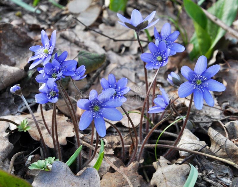In Spring, the Hepatica Nobilis Blooms in Nature Stock Image - Image of ...