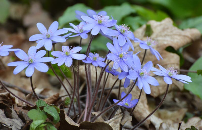 In Spring, the Hepatica Nobilis Blooms in Nature Stock Photo - Image of ...