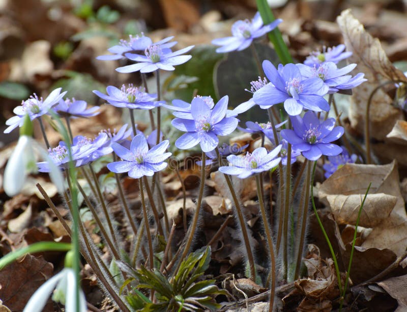 In Spring, the Hepatica Nobilis Blooms in Nature Stock Photo - Image of ...