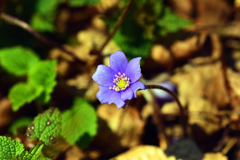 Spring hepatica nobilis stock photo. Image of wild, plant - 68595990