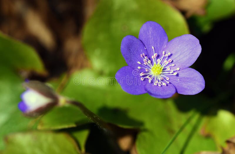 Spring hepatica nobilis stock image. Image of spring - 68596235