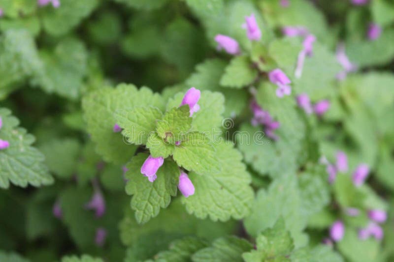 Spring Herb stock photo. Image of green, herb, park - 253059178