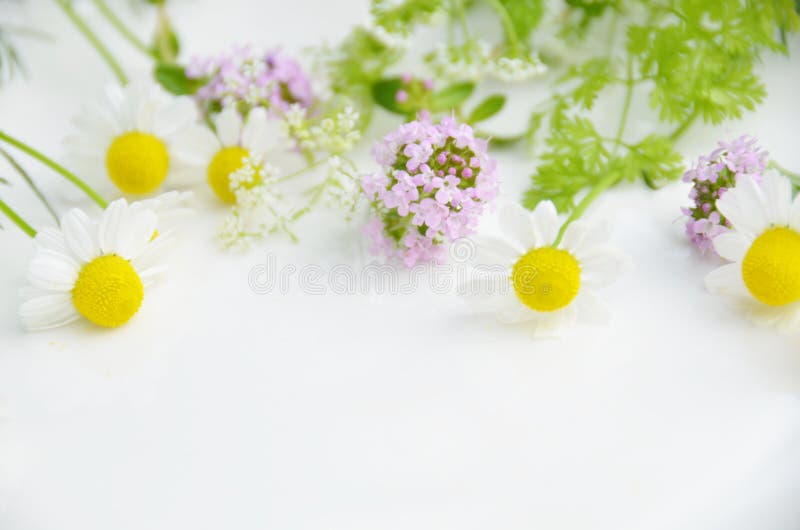Spring herbs stock photo. Image of leaf, spring, thyme - 20301746