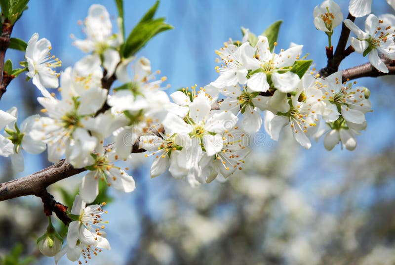 Spring is Here stock image. Image of blossom, floral - 13159447