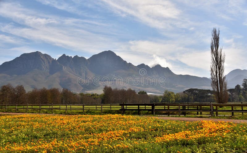 Spring is here stock image. Image of flora, trees, blossoms - 195960573