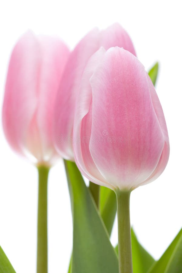 Spring is here stock image. Image of springtime, white - 4801847