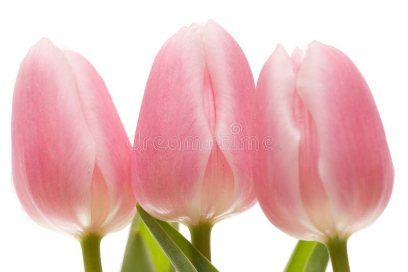 Spring is here stock photo. Image of flower, nature, bouquet - 4863142