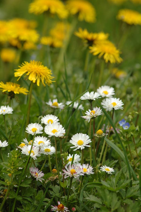Spring is here! stock image. Image of field, spring, grow - 534569