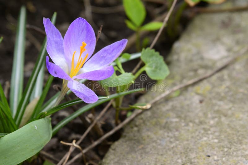 Spring is Here with Beautiful Colorful Spring Flower Stock Photo ...
