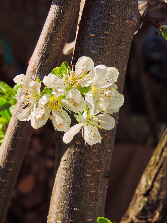 Spring is here stock photo. Image of spring, blossom - 141415360