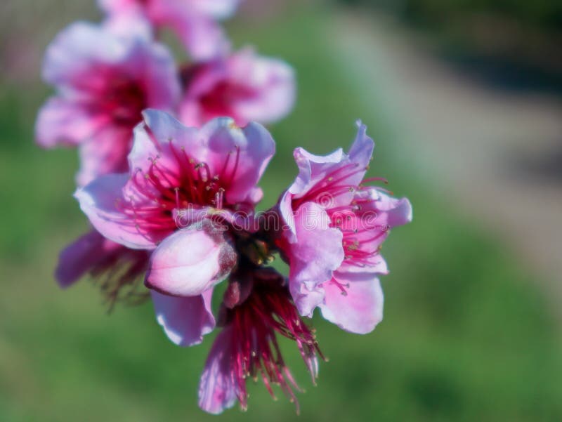 This is it, spring is here stock photo. Image of spring - 213920240