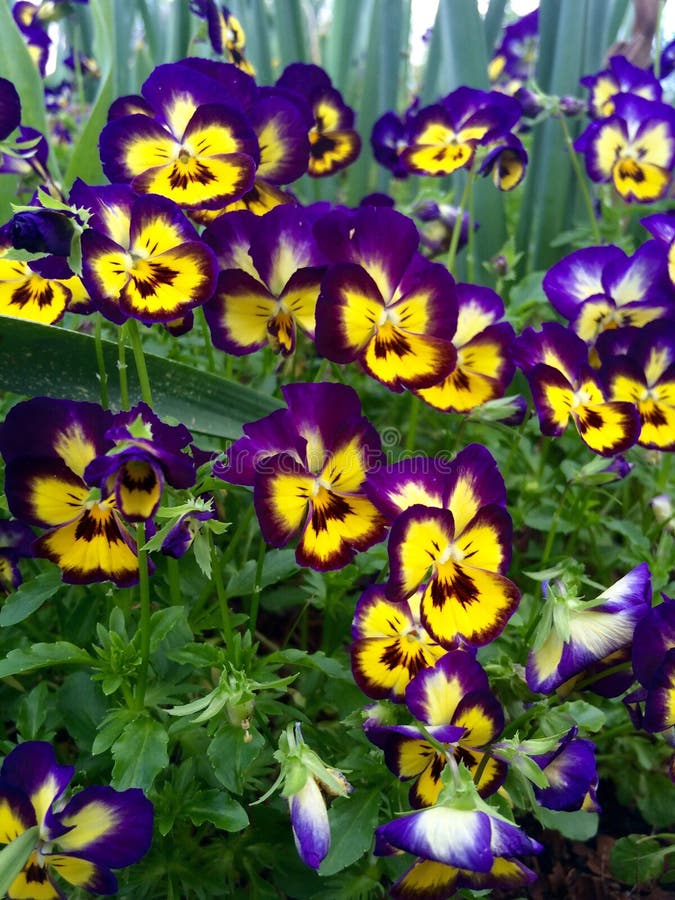 Spring is here stock photo. Image of seasons, spring - 53884556