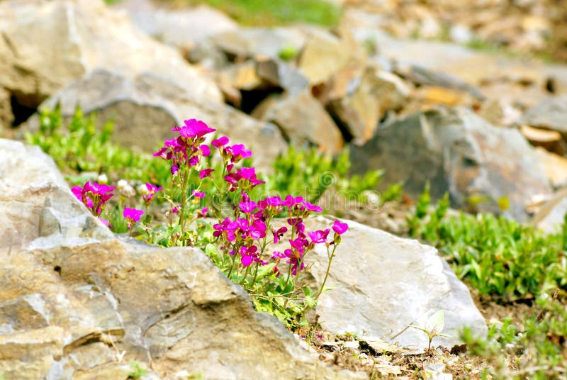 Spring is here. stock photo. Image of floret, botany - 39567118