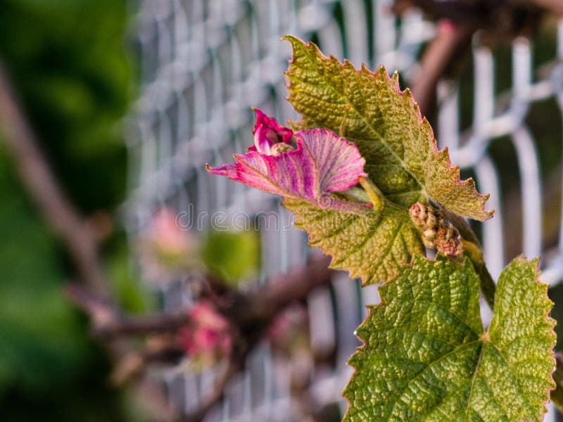 Spring is Here, the Grape Vines are Blooming Stock Image - Image of ...