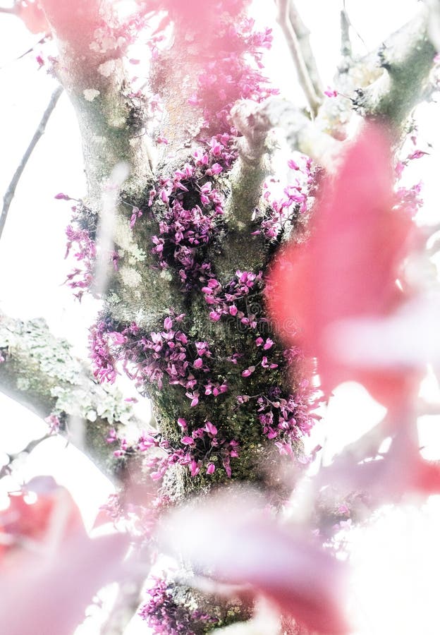 Spring is Here, Pink Flowers Stock Image - Image of spring, flowers ...