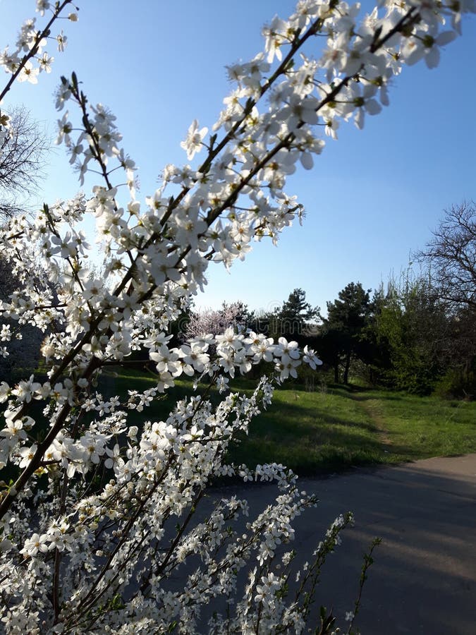 Spring is here stock photo. Image of park, details, time - 89797052