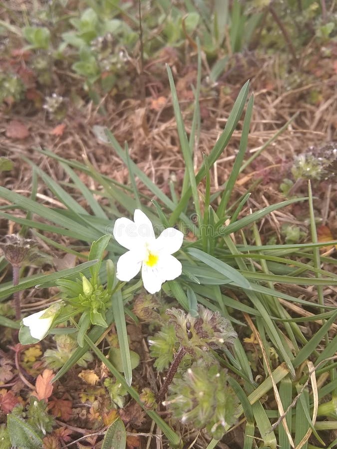 Spring is here stock image. Image of produce, prairie - 177984355