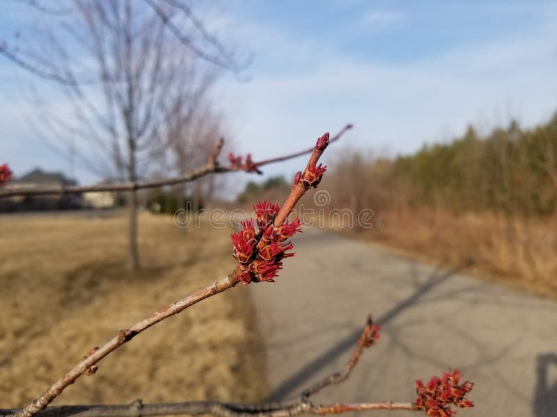 Spring is Here stock image. Image of grass, tree, autumn - 214211765