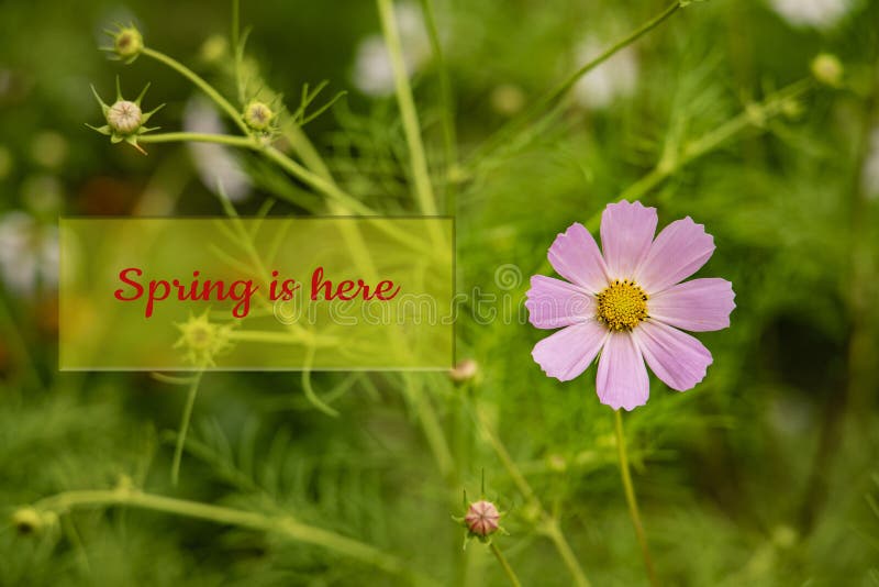 Spring Here Floral Typography Stock Photos - Free & Royalty-Free Stock ...