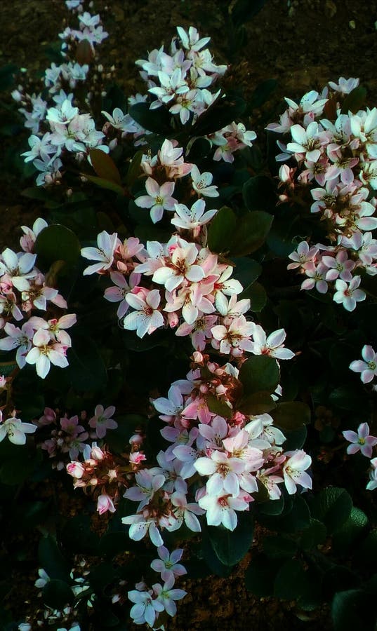 Spring is here stock photo. Image of hanging, white - 112052104