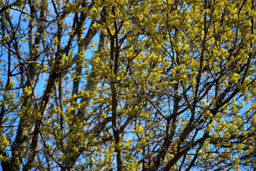 Spring is Here Tree Showing Leaves Growing. Stock Image - Image of ...