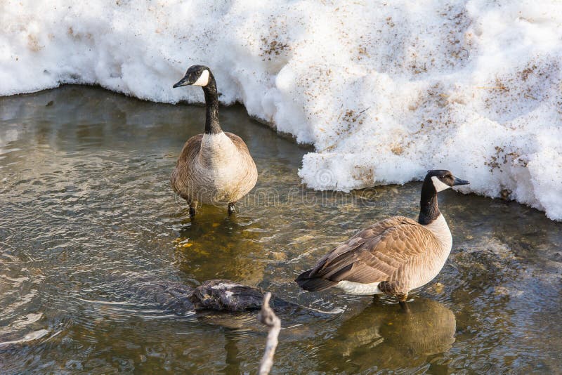 Is spring here yet? stock photo. Image of goose, water - 51033358