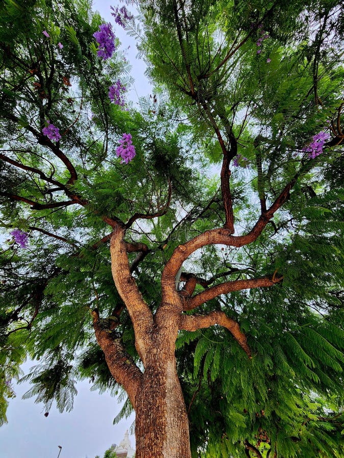 Spring is Here stock image. Image of deciduous, plant - 361252585