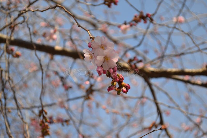 Spring is here stock image. Image of colors, spring - 144699689