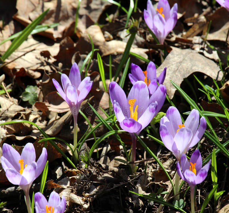 In Spring, Heuffel S or Carpathian Saffron (Crocus Heuffelianus) Grows ...