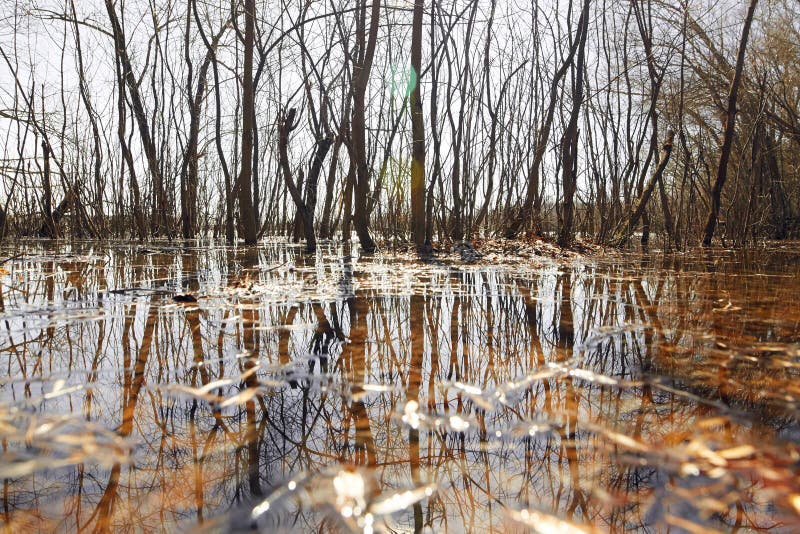 Spring. High Water. All Plants in Water. Stock Photo - Image of wild ...
