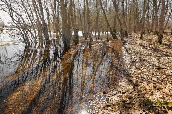 Spring. High Water. All Plants in Water. Stock Image - Image of nature ...