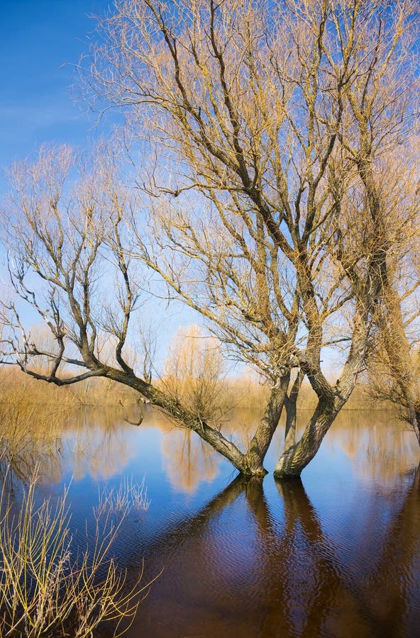 Spring high water stock photo. Image of branch, spring - 30883320