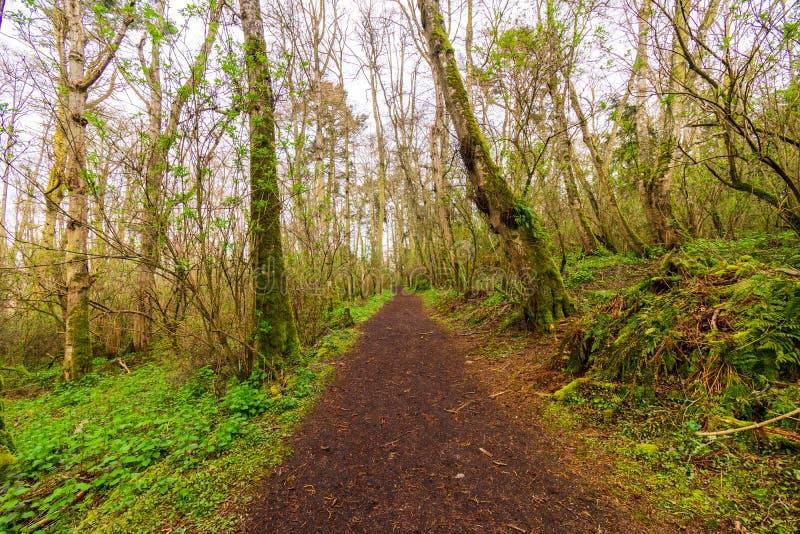 Spring Hiking Trail stock photo. Image of coniferous - 178488226