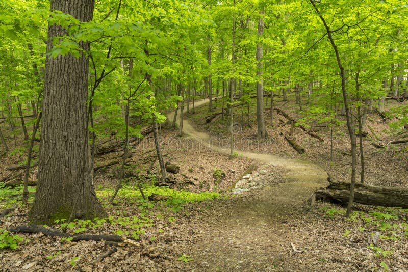 Spring Trail in Woods stock photo. Image of path, trees - 24498064