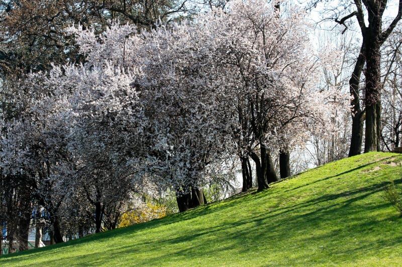 Spring Hill stock image. Image of turin, shadows, urban - 13798385