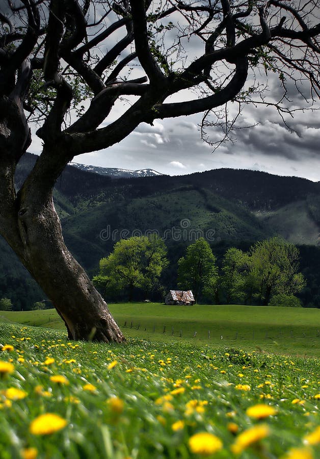 Spring on the hills stock image. Image of romania, flower - 904433
