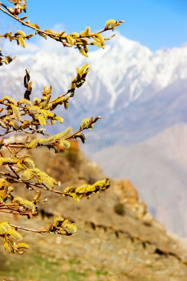 Spring is in the Himalayan Mountains. Flowering Willow Stock Photo ...