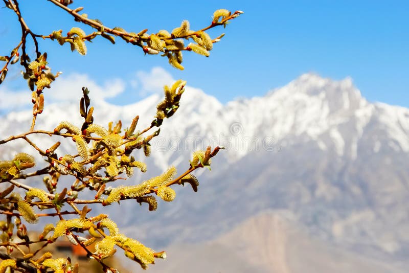 Spring Is In The Himalayan Mountains. Flowering Willow. Kingdom Of ...