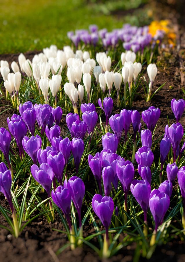 Spring crocus flowers stock photo. Image of delicate - 19032244