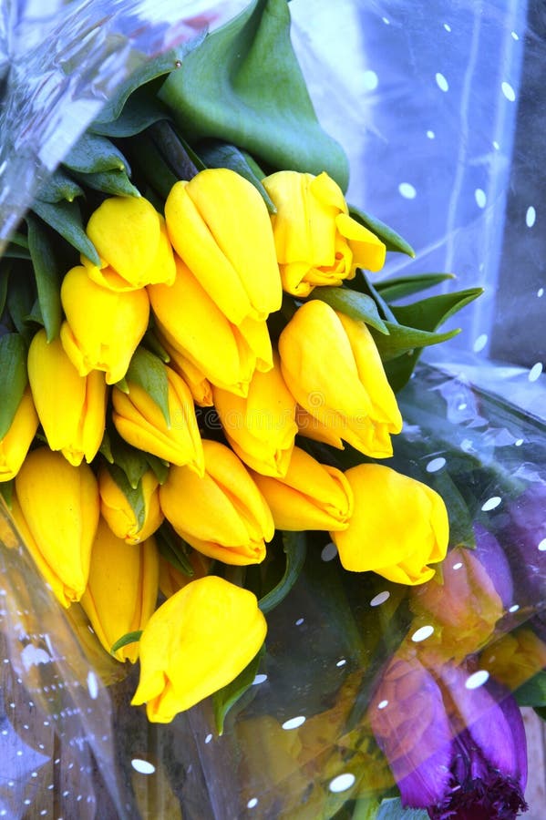 Spring holiday flowers stock photo. Image of love, grow - 271512638