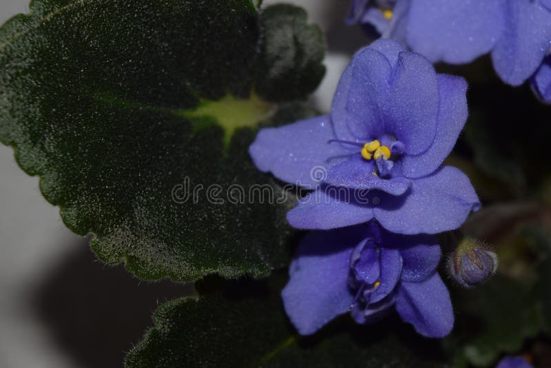 SPRING HOME violet MOOD stock image. Image of relaxation - 85916343