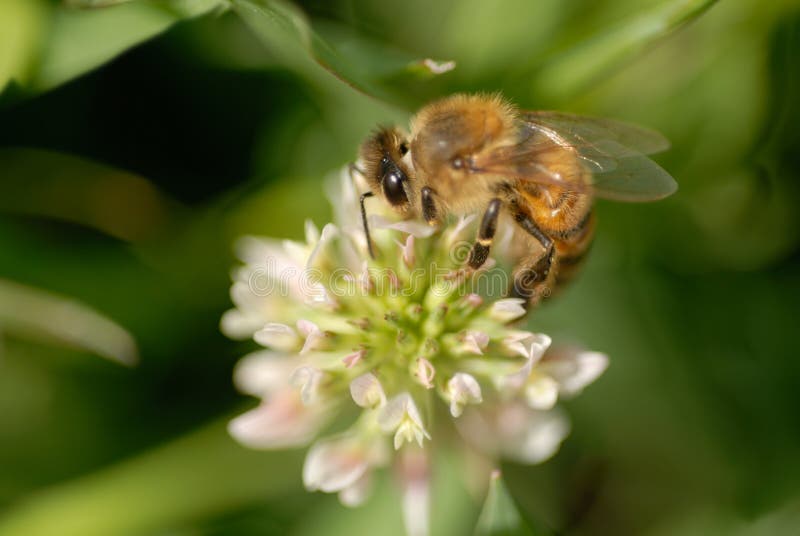 Honey bee on white flower stock photo. Image of macro - 19621446