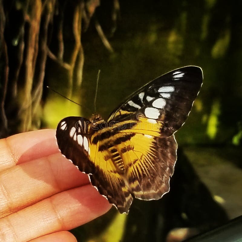 Spring is on the horizon stock image. Image of insect - 162826493