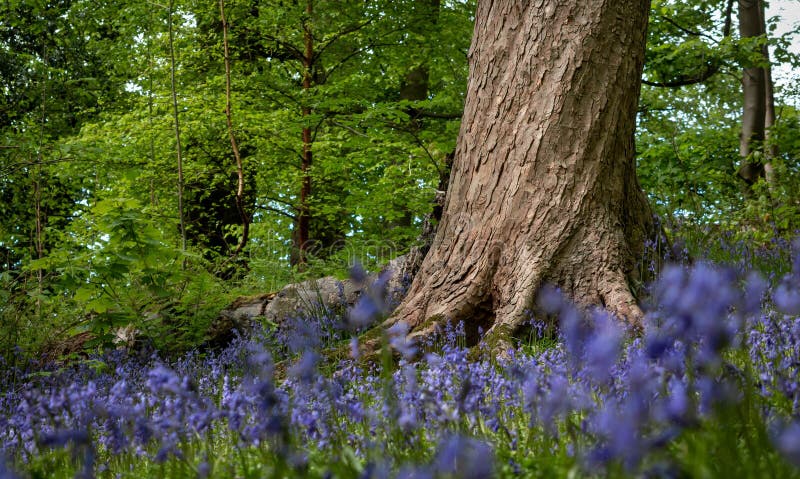 Spring Horizontal Image of a Twisted Spiralling Tree Trunk with the ...