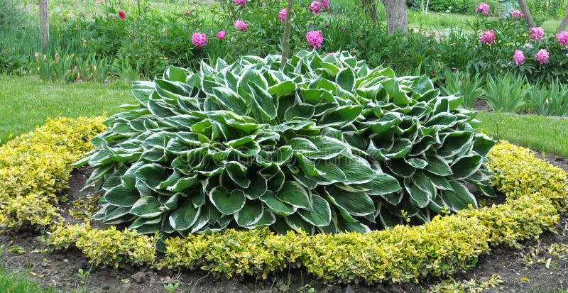 Hosta grows in the garden stock image. Image of leaf - 269771819