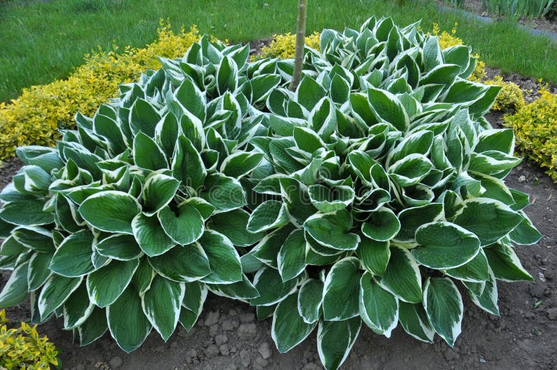 Hosta grows in the garden stock image. Image of abstract - 269771899